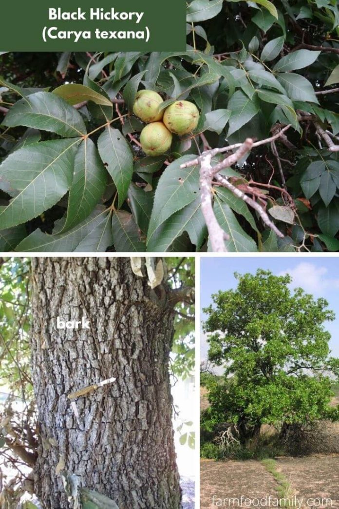 12+ Types Of Hickory Trees: Leaves, Bark, and Nuts - Identification Guide
