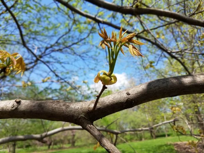12 Types Of Locust Trees With Identification, Their Uses, and Pictures