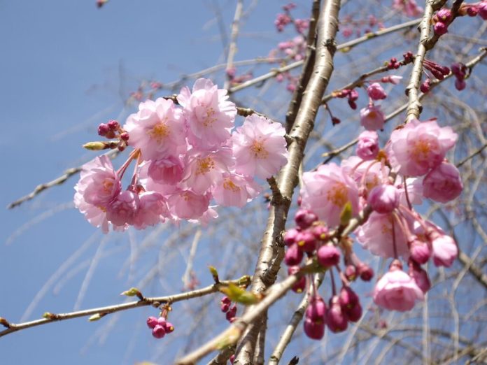 13+ Different Types Of Cherry Trees With Pictures and Growing Guide