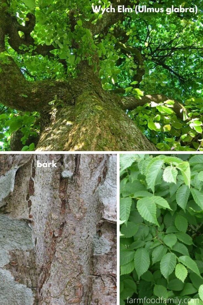 13+ Types Of Elm Trees With Leaves, Bark, and Pictures (Tree ...