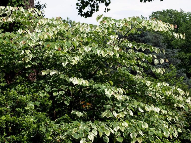 17+ Types Of RedBud Trees With Their Leaves (Pictures) - Identification ...