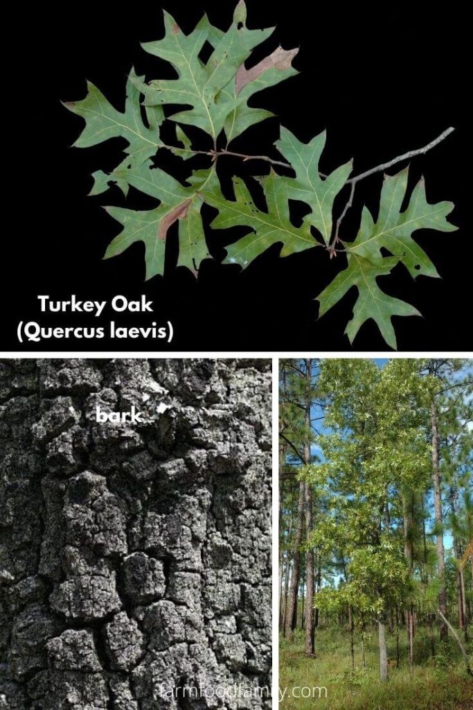 21+ Different Types Of Oak Trees With Names, Their Uses and Pictures