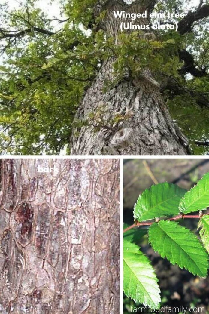 13+ Types Of Elm Trees With Leaves, Bark, and Pictures (Tree ...