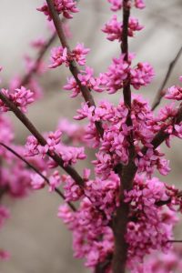 17+ Types Of RedBud Trees With Their Leaves (Pictures) - Identification ...