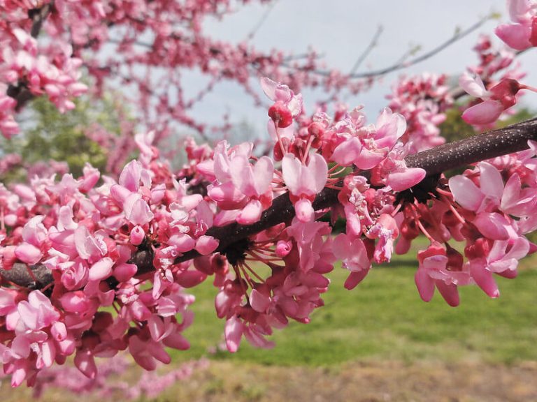 17+ Types Of RedBud Trees With Their Leaves (Pictures) - Identification ...