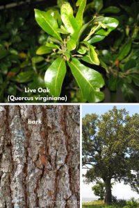 21+ Different Types Of Oak Trees With Names, Their Uses and Pictures