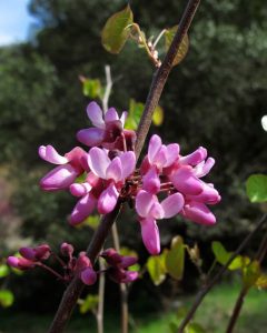 17+ Types Of RedBud Trees With Their Leaves (Pictures) - Identification ...