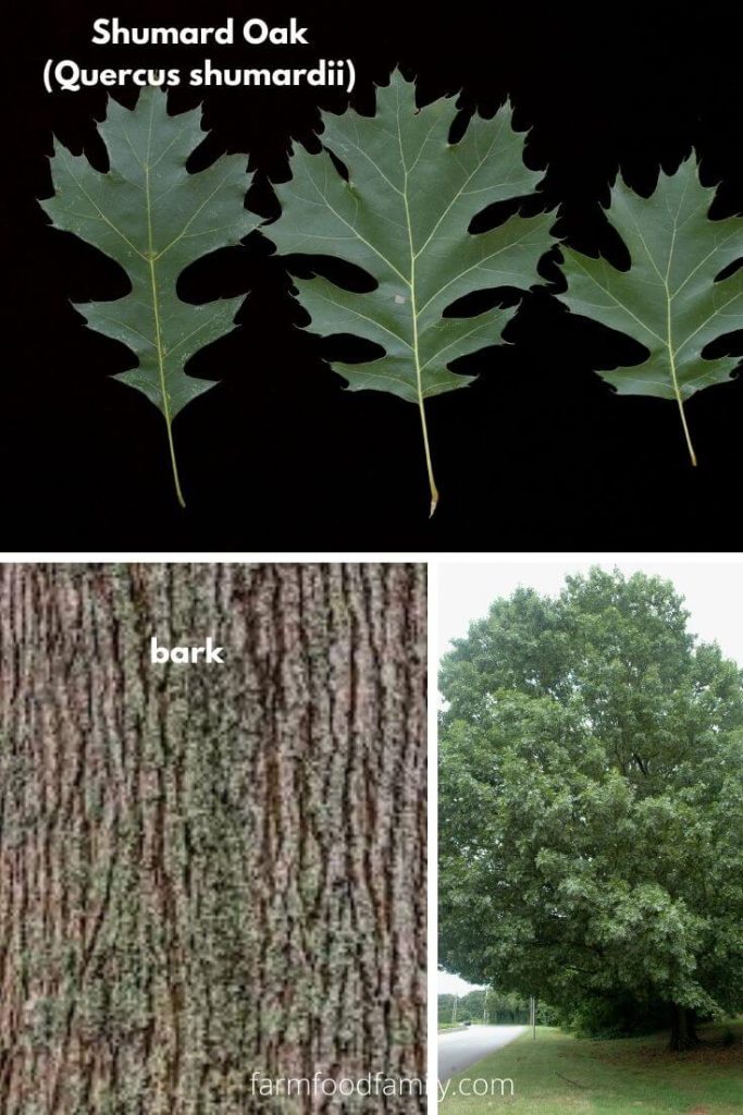 21+ Different Types Of Oak Trees With Names, Their Uses and Pictures