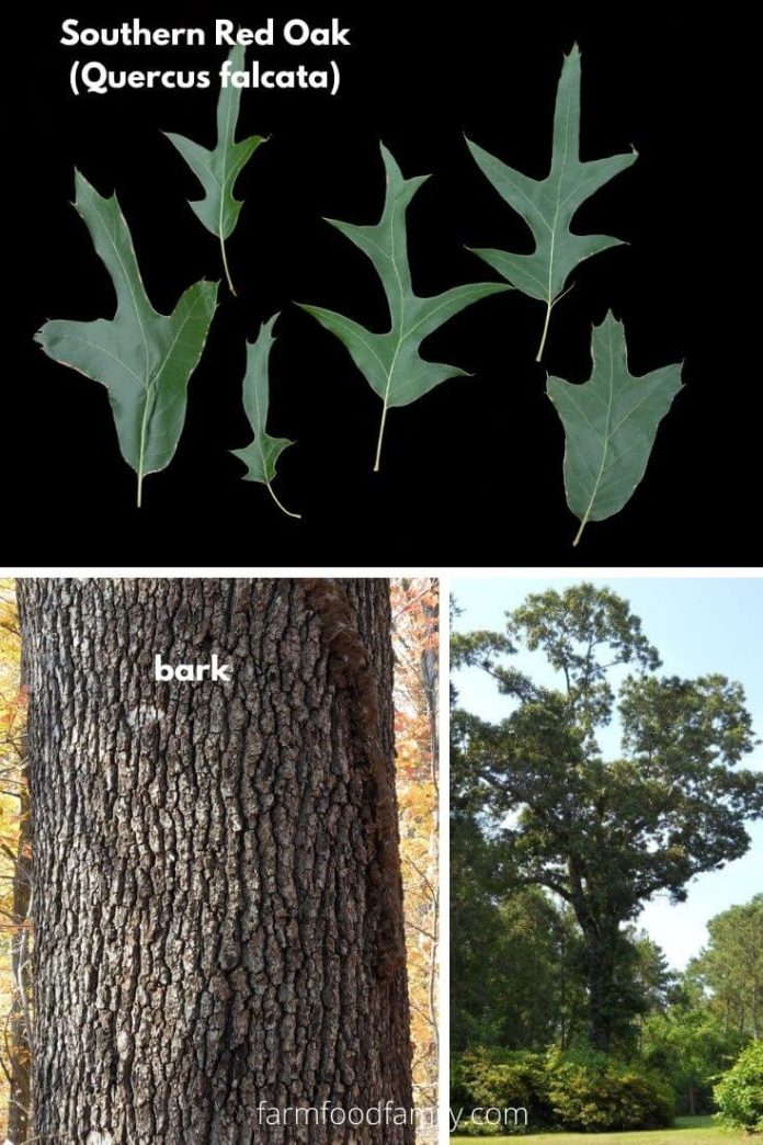 21+ Different Types Of Oak Trees With Names, Their Uses and Pictures
