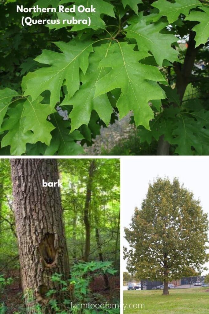 21+ Different Types Of Oak Trees With Names, Their Uses and Pictures