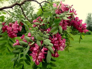 12 Types Of Locust Trees With Identification, Their Uses, and Pictures