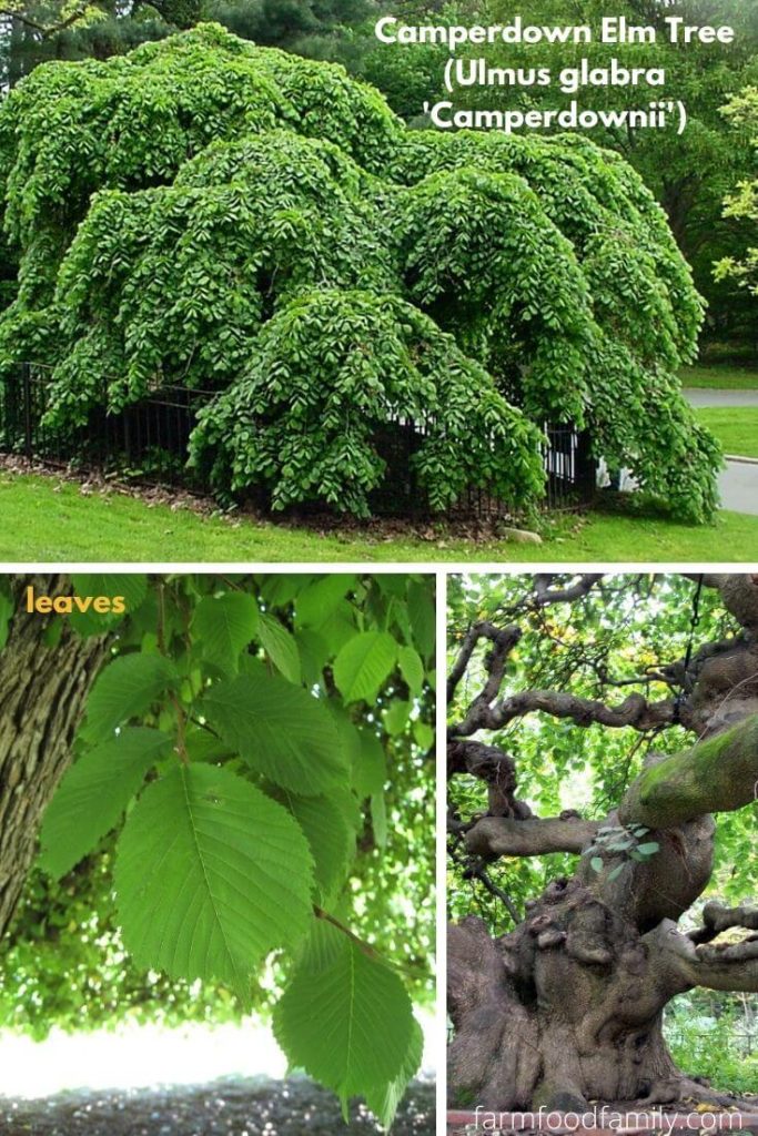 13+ Types Of Elm Trees With Leaves, Bark, and Pictures (Tree ...