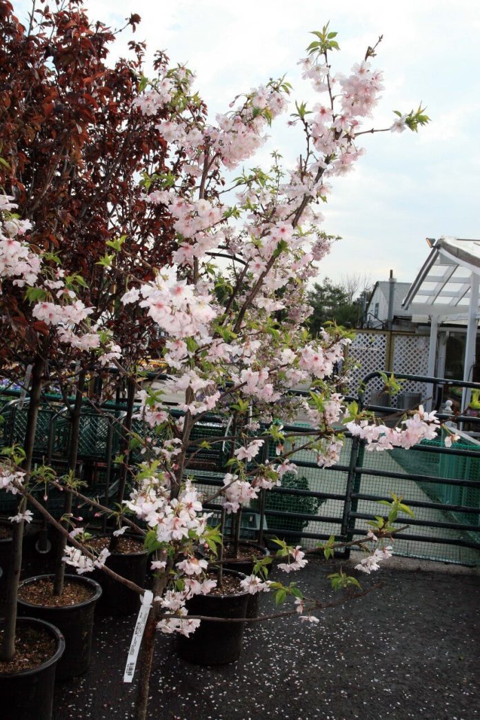 13+ Different Types Of Cherry Trees With Pictures and Growing Guide