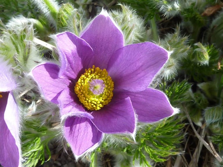 27 Desert Plants With Names and Pictures (Flowering, Edible, Poisonous ...