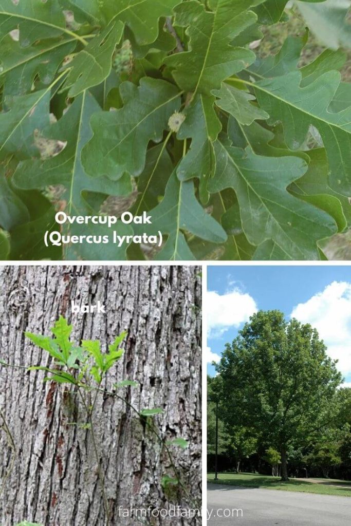 21+ Different Types Of Oak Trees With Names, Their Uses and Pictures