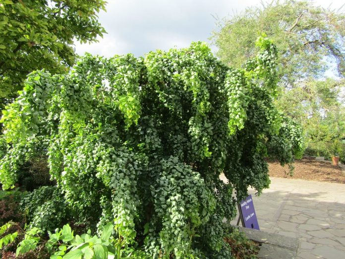 12 Types Of Locust Trees With Identification, Their Uses, and Pictures