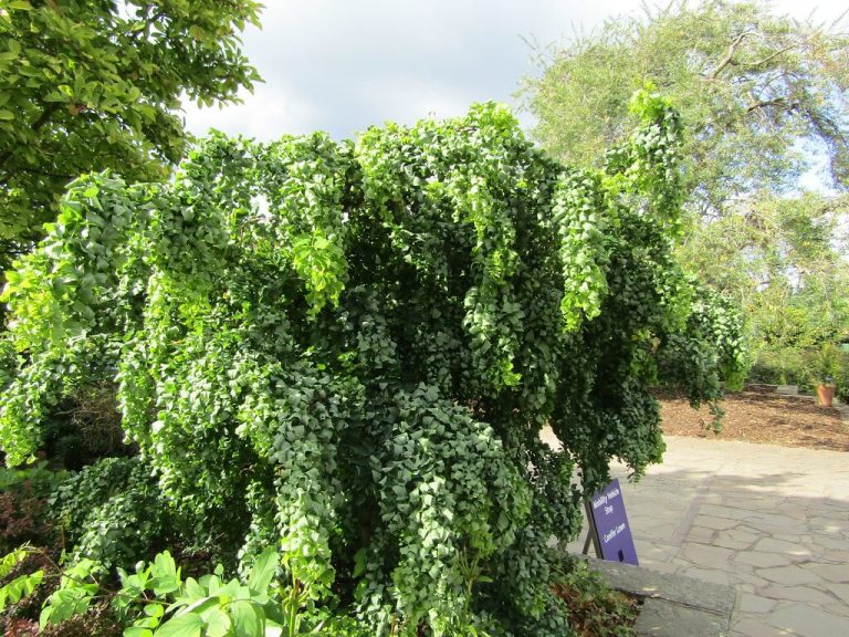 12 Types Of Locust Trees With Identification, Their Uses, and Pictures