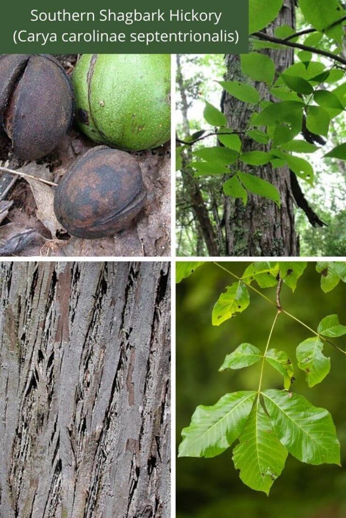 12+ Types Of Hickory Trees: Leaves, Bark, and Nuts - Identification Guide