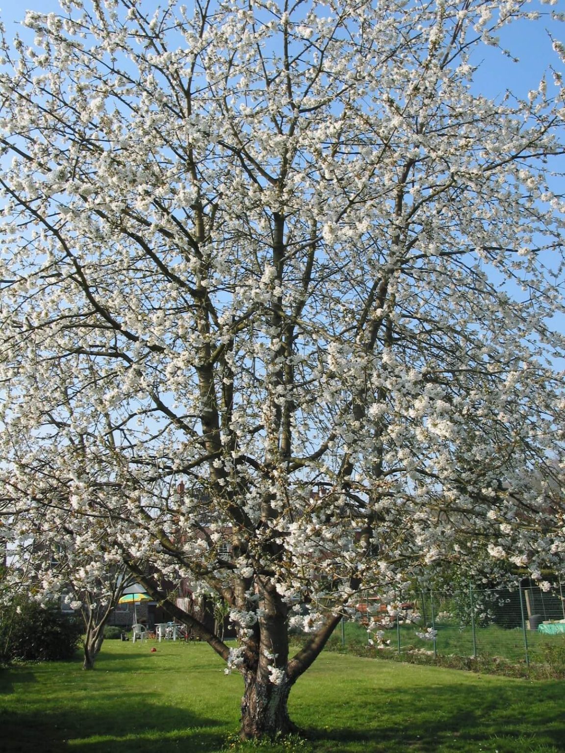 13+ Different Types Of Cherry Trees With Pictures and Growing Guide