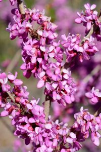 17+ Types Of RedBud Trees With Their Leaves (Pictures) - Identification ...