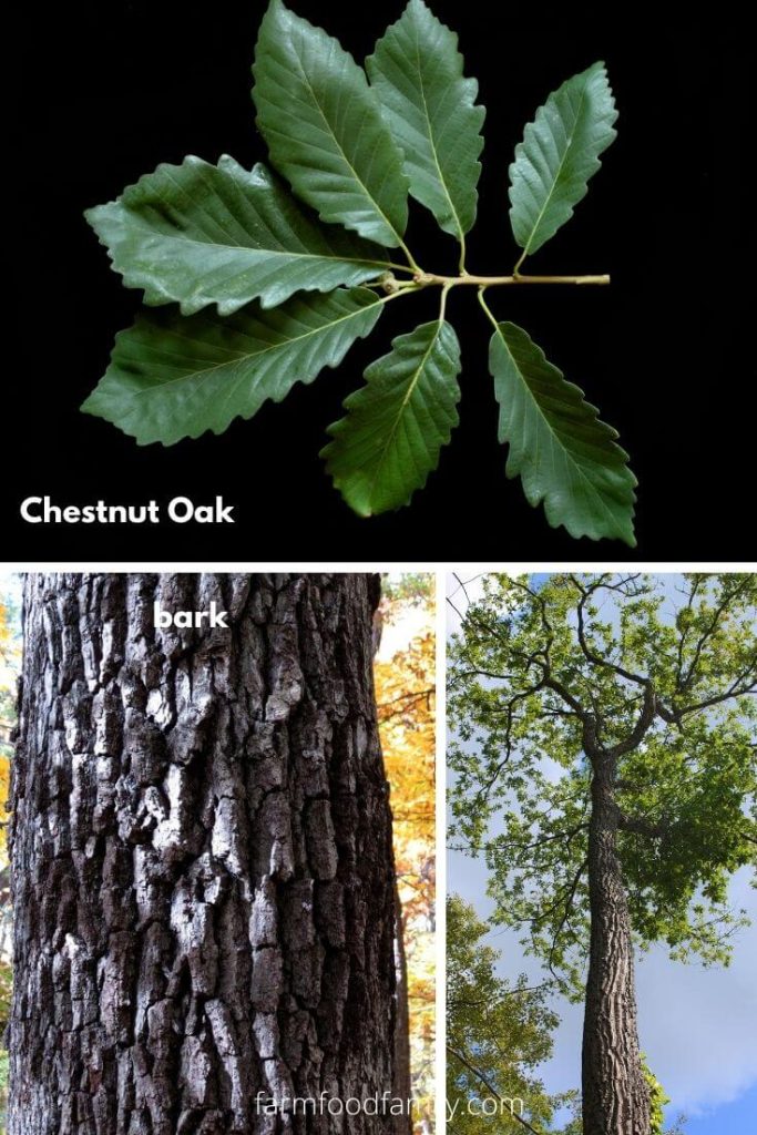 21+ Different Types Of Oak Trees With Names, Their Uses and Pictures