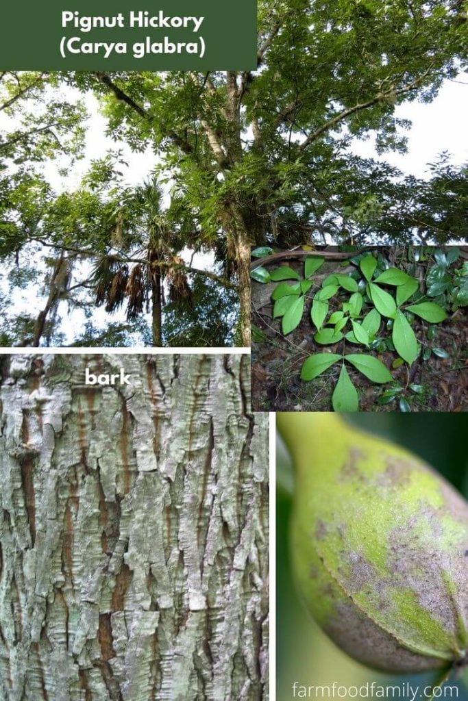 12+ Types Of Hickory Trees: Leaves, Bark, and Nuts - Identification Guide