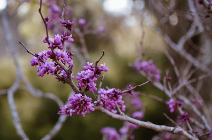 17+ Types Of RedBud Trees With Their Leaves (Pictures) - Identification ...