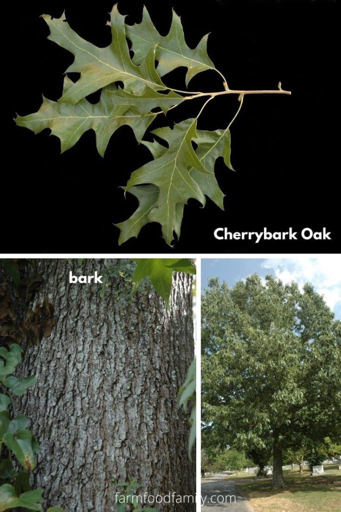 21+ Different Types Of Oak Trees With Names, Their Uses and Pictures