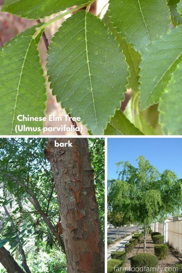 13+ Types Of Elm Trees With Leaves, Bark, and Pictures (Tree ...