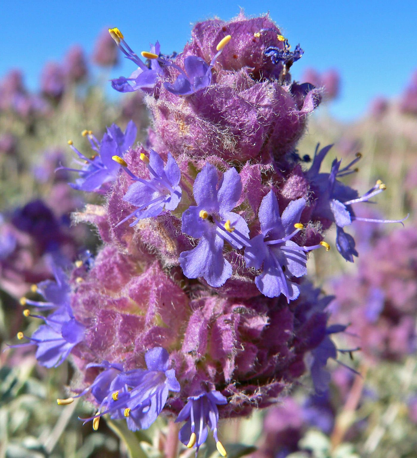 27 Desert Plants With Names and Pictures (Flowering, Edible, Poisonous ...