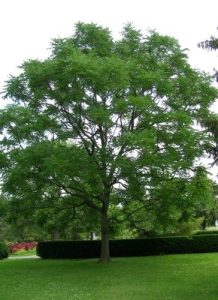 12 Types Of Locust Trees With Identification, Their Uses, and Pictures
