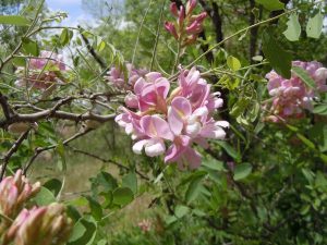 12 Types Of Locust Trees With Identification, Their Uses, and Pictures