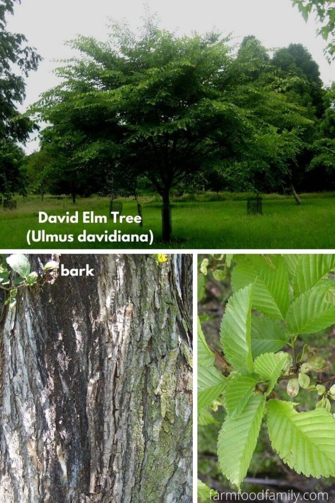 13+ Types Of Elm Trees With Leaves, Bark, and Pictures (Tree ...