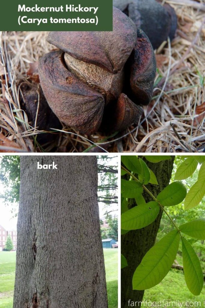12+ Types Of Hickory Trees: Leaves, Bark, and Nuts - Identification Guide