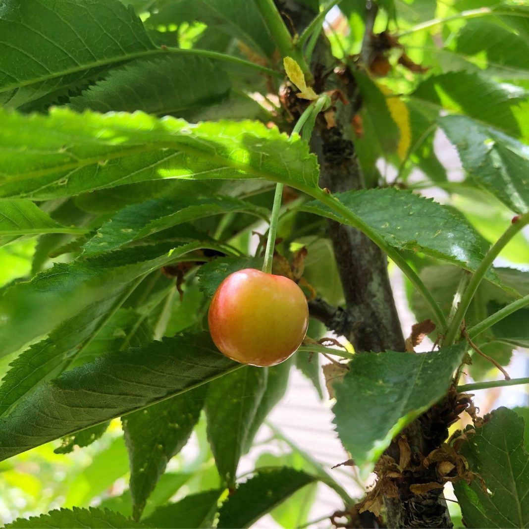 13+ Different Types Of Cherry Trees With Pictures and Growing Guide