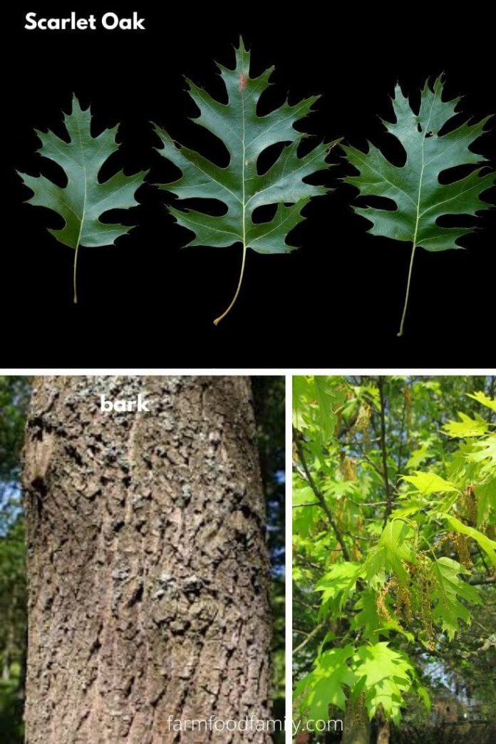 21+ Different Types Of Oak Trees With Names, Their Uses and Pictures