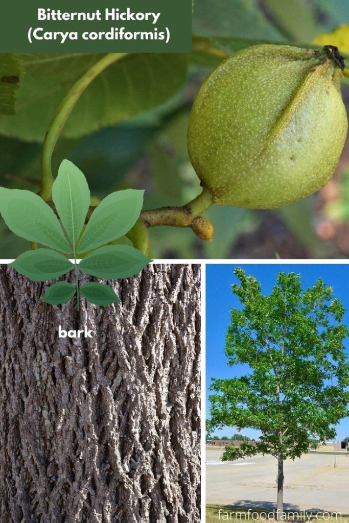 12+ Types Of Hickory Trees: Leaves, Bark, and Nuts - Identification Guide
