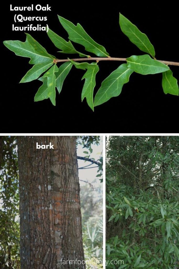 21+ Different Types Of Oak Trees With Names, Their Uses and Pictures