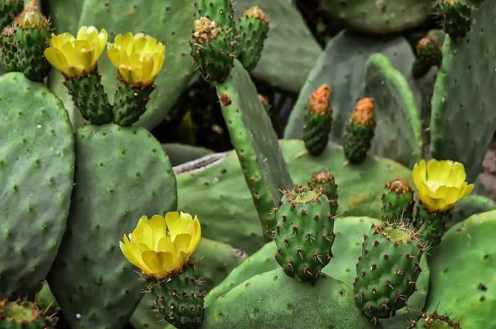 27 Desert Plants With Names and Pictures (Flowering, Edible, Poisonous ...