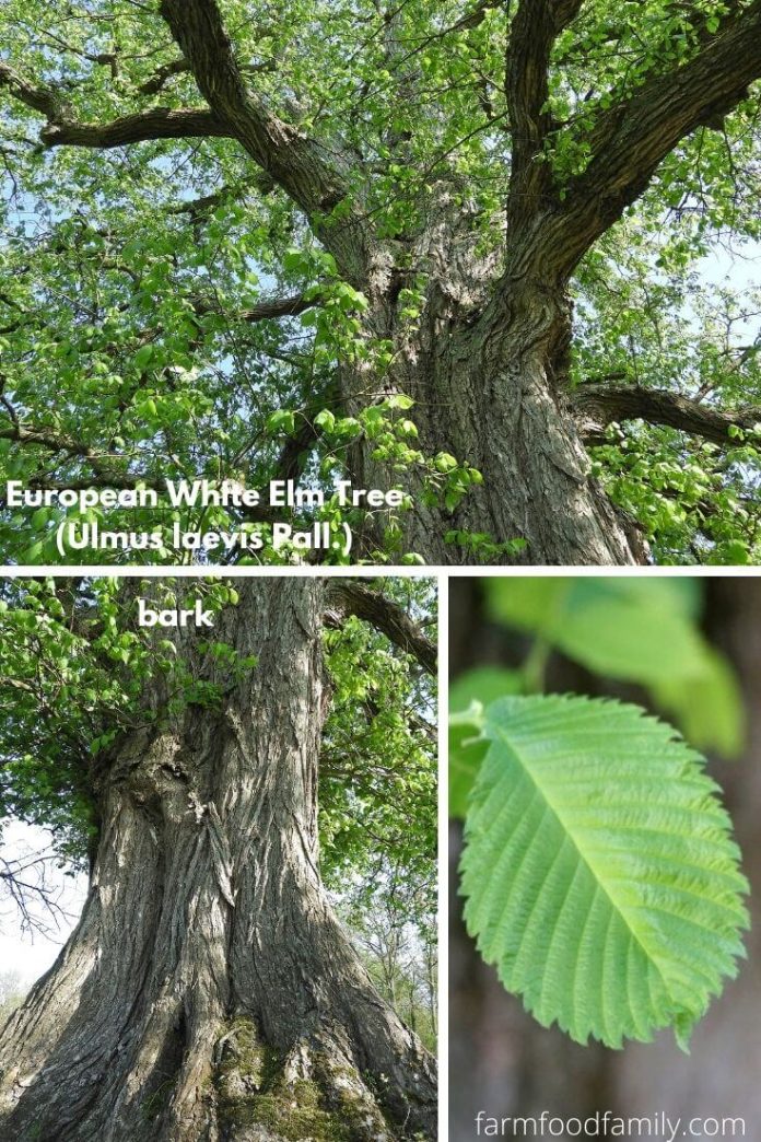 13+ Types Of Elm Trees With Leaves, Bark, and Pictures (Tree ...