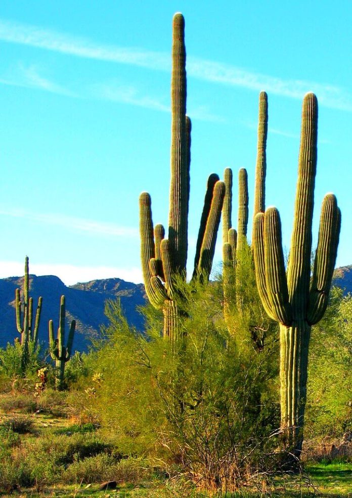 27 Desert Plants With Names and Pictures (Flowering, Edible, Poisonous ...