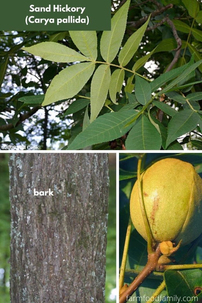 12+ Types Of Hickory Trees: Leaves, Bark, and Nuts - Identification Guide
