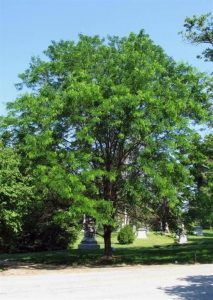 12 Types Of Locust Trees With Identification, Their Uses, and Pictures