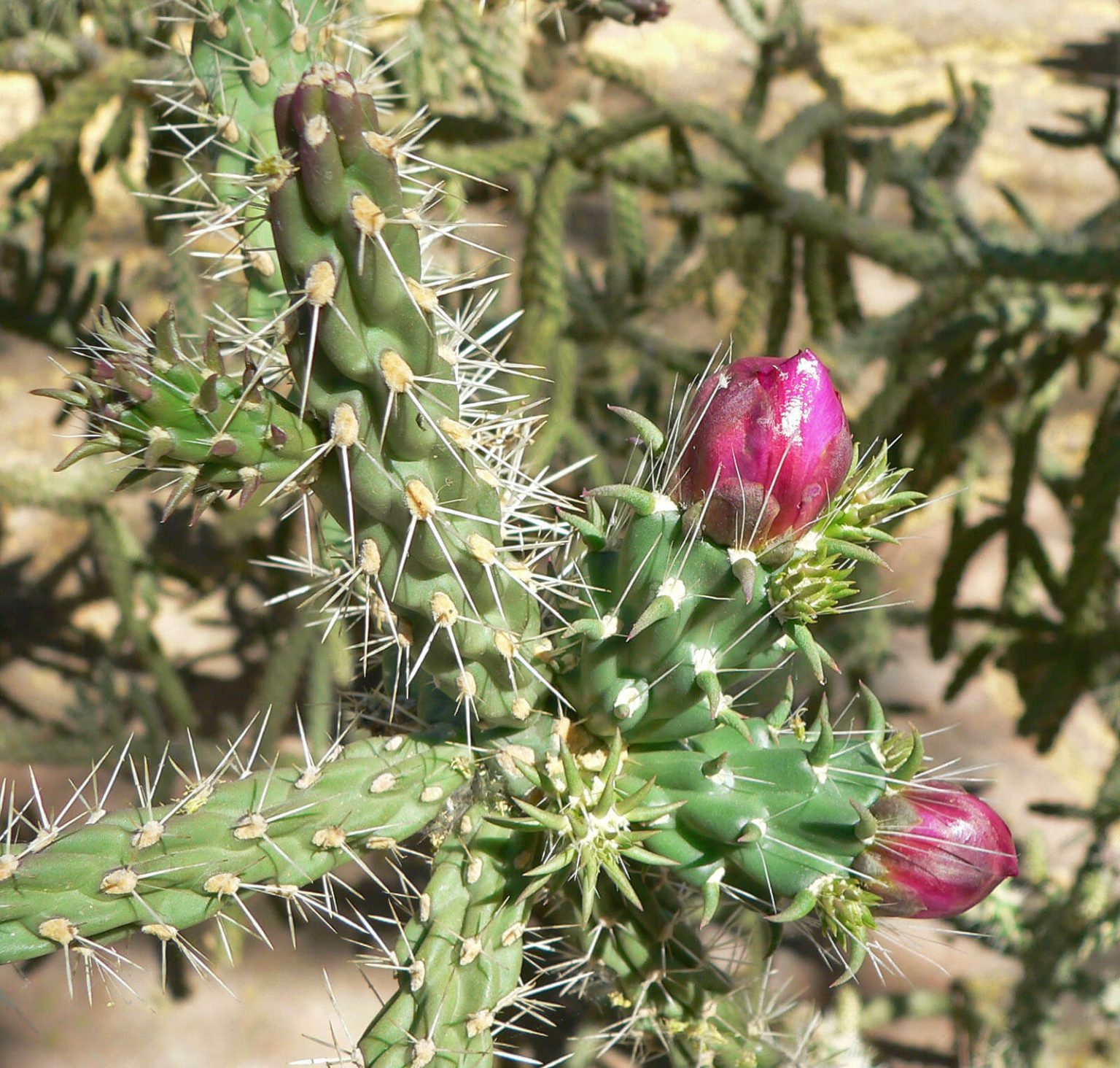 27 Desert Plants With Names and Pictures (Flowering, Edible, Poisonous ...