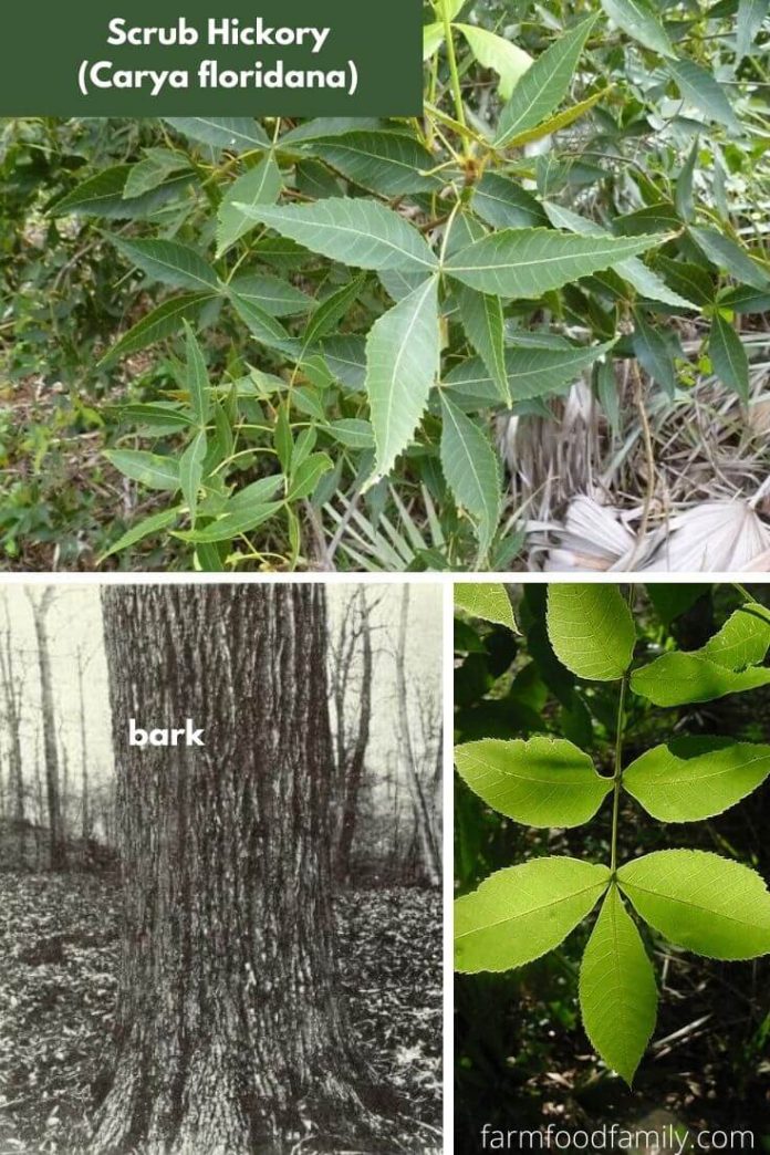 12+ Types Of Hickory Trees: Leaves, Bark, and Nuts - Identification Guide