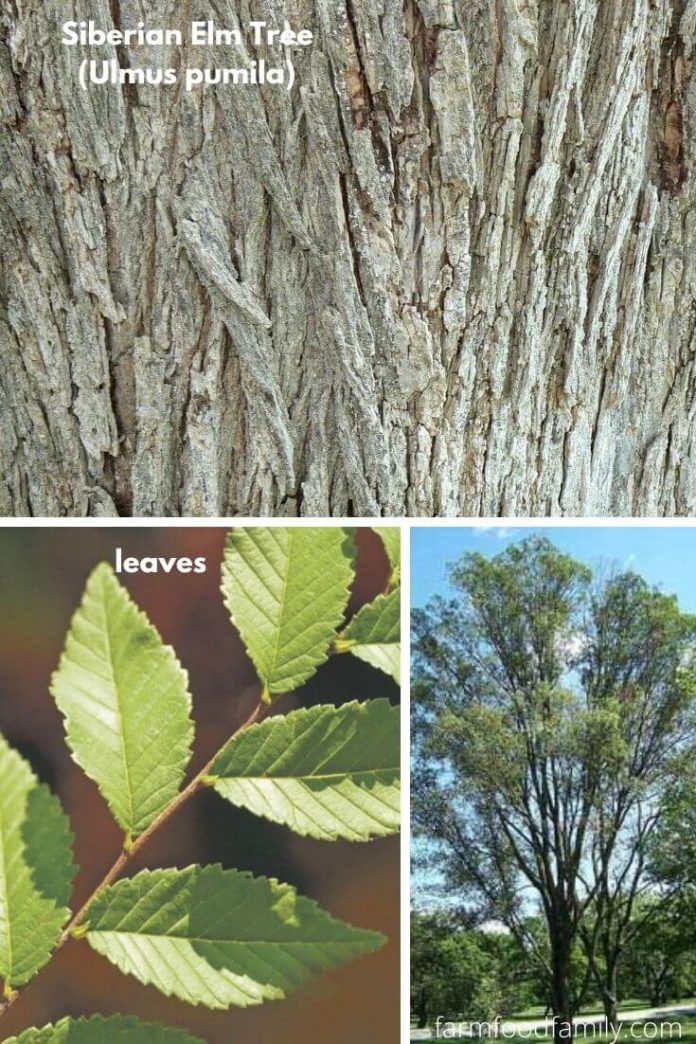 13+ Types Of Elm Trees With Leaves, Bark, and Pictures (Tree ...