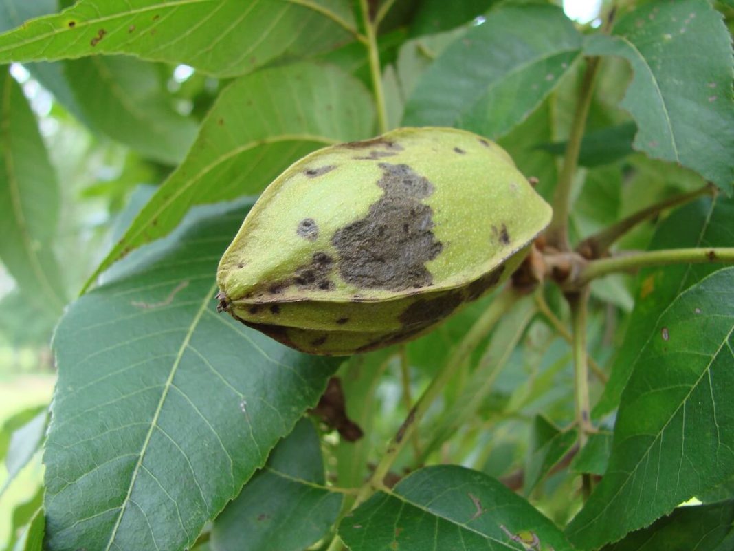 12+ Types Of Hickory Trees: Leaves, Bark, and Nuts - Identification Guide