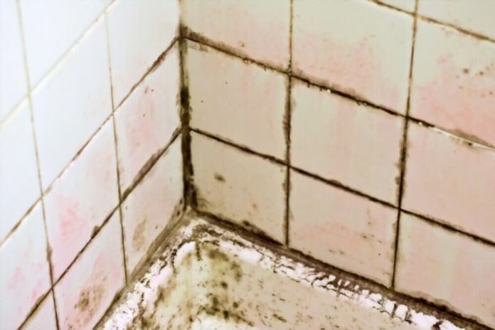 Pink Mold In Shower: How It Forms and How To Get Rid Of It