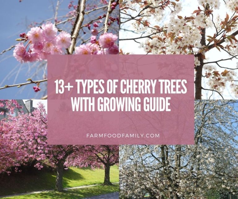 13+ Different Types Of Cherry Trees With Pictures and Growing Guide