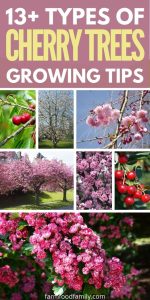 13+ Different Types Of Cherry Trees With Pictures and Growing Guide